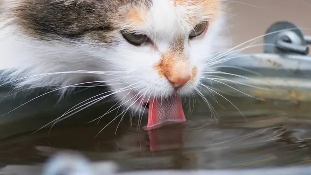 4 Cara Sederhana Membuat Kucing Minum Lebih Banyak Air - Citizen6 ...
