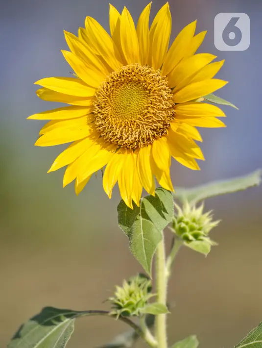 FOTO: Keindahan Taman Bunga Matahari di Utara Jakarta - Foto Liputan6.com