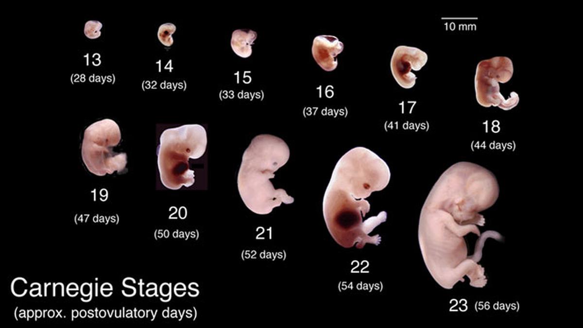 Embrio Berhasil Diciptakan dari Gen 1 Pria dan 2 Wanita