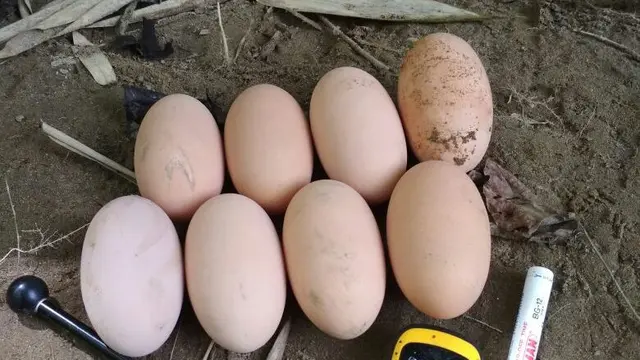 Kisah 2 Petani yang Dedikasikan Hidupnya untuk Kelestarian Burung Maleo ...