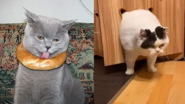 10 Potret Nyeleneh Kucing Tersangkut Waktu Usil, Penampakannya Bikin ...