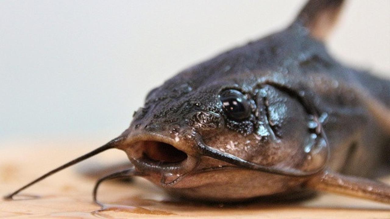 Ternak Ikan Nila vs Lele Lebih Untung Mana? Simak untuk Maksimalkan ...