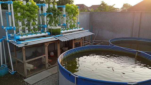 6 Kebun Mini Kombinasi Hidroponik, Kandang Ayam, dan Kolam Lele ...