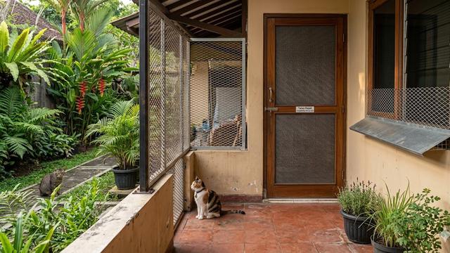 7 Cara Mengusir Kucing Liar dari Halaman Rumah Secara Efektif dan Tidak ...