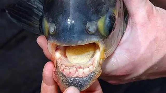 Viral Nelayan Tangkap Ikan Nila Bibir Tebal Bak Filler, Ini Penyebabnya ...