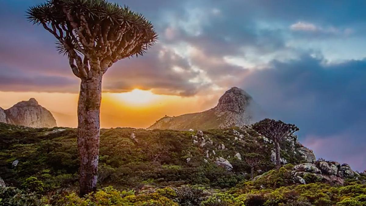 Menguak Misteri Pulau Socotra, Disebut Tempat Sembunyi Dajjal Sebelum Keluar Jelang Kiamat ...