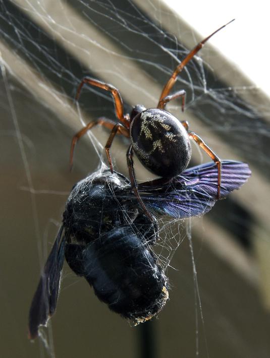 PHOTO: Melihat Cara Laba-Laba Menyantap Mangsanya dengan Jaring - Foto ...