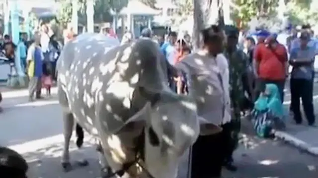 Kilas Indonesia: Jokowi Kurban Sapi 1,2 Ton di Masjid Agung Solo - News ...