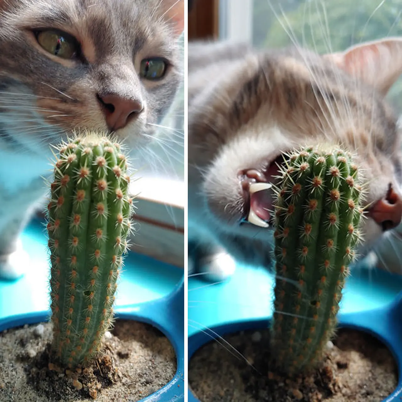 10 Potret Tingkah Kucing Super Absurd, Gemas Tapi Bikin Heran ...