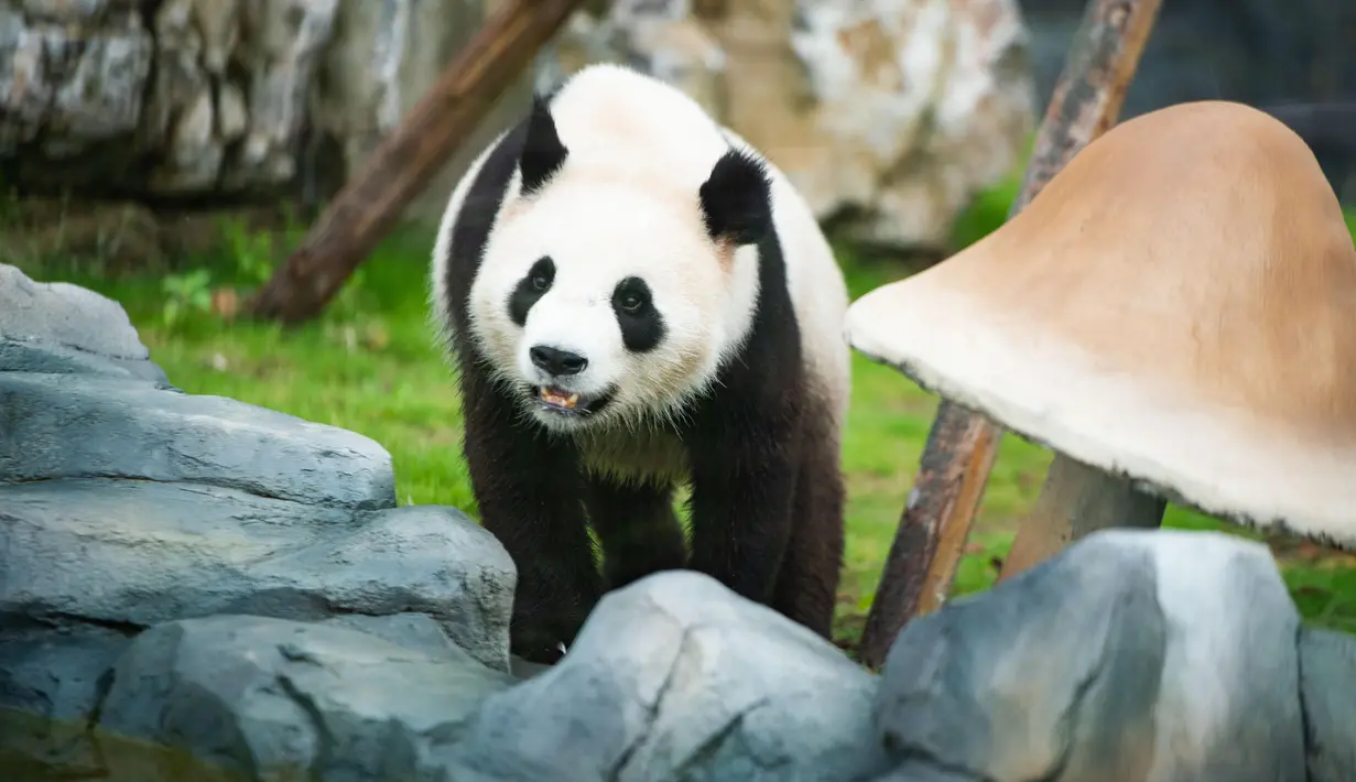 FOTO: Pertama Kalinya, 8 Panda di Hunan Sapa Pengunjung - Foto Liputan6.com