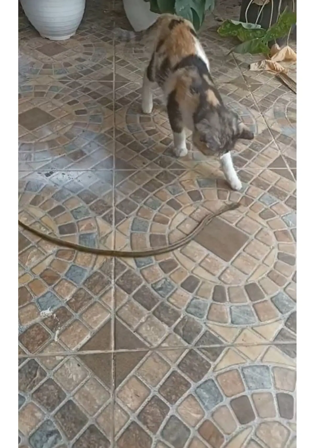 Viral Video Reaksi Bingung Kucing Lihat Ular Berguling-Guling, Bikin ...