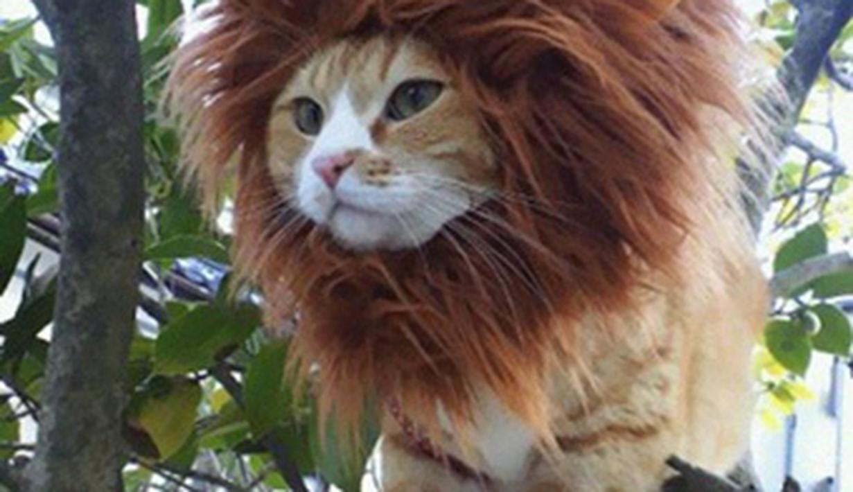 10 Kucing Menggemaskan Dengan Kostum Unik - Photo Fimela.com