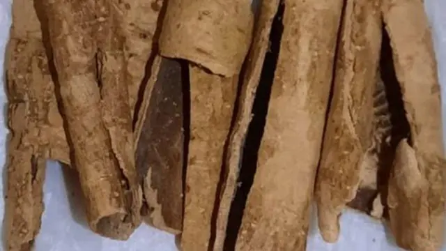 Mengenal Babakan Pule, Tanaman Obat untuk Jamu Bersalin Racikan Madura ...