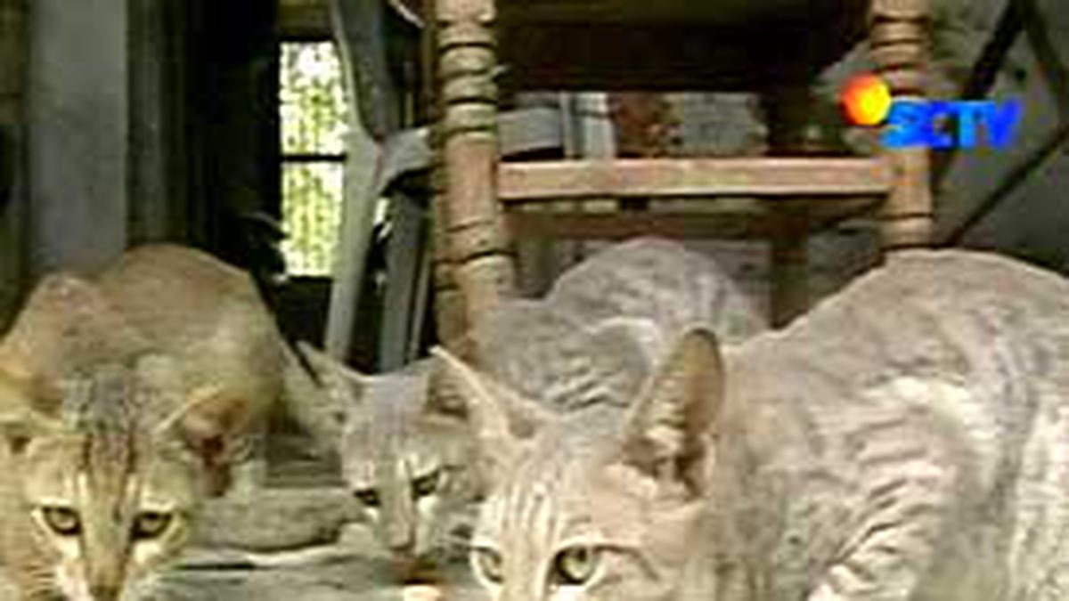 Di India, Kucing Menjaga Polisi dari Serangan Ular - Global Liputan6.com