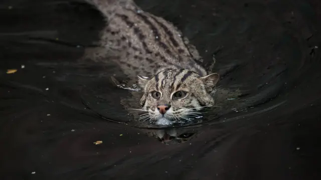 Kucing Bakau, Kucing yang Tidak Takut dengan Air - Ragam Bola.com