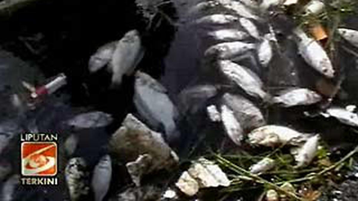 Puluhan Ton Ikan Mati Mendadak - News Liputan6.com
