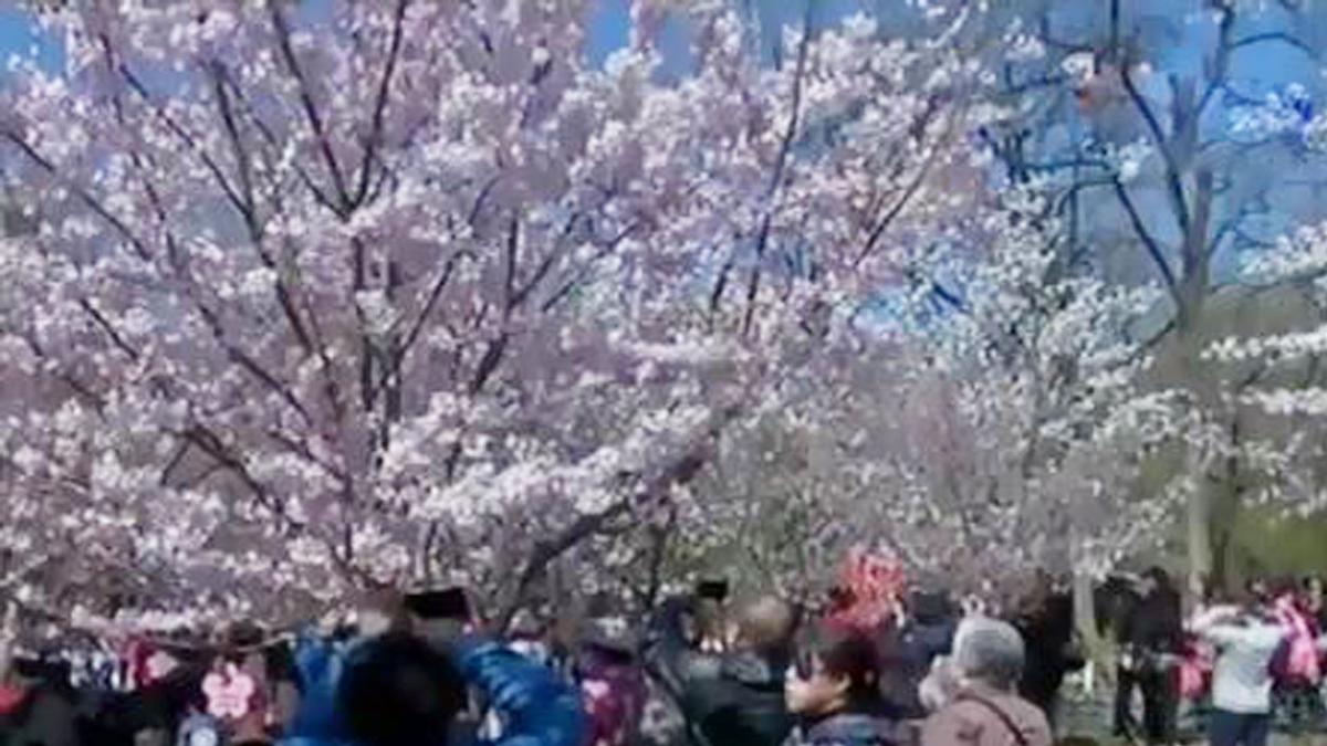 Arus Lalu Lintas Puncak Macet hingga Wisata Musim Semi di China - TV ...