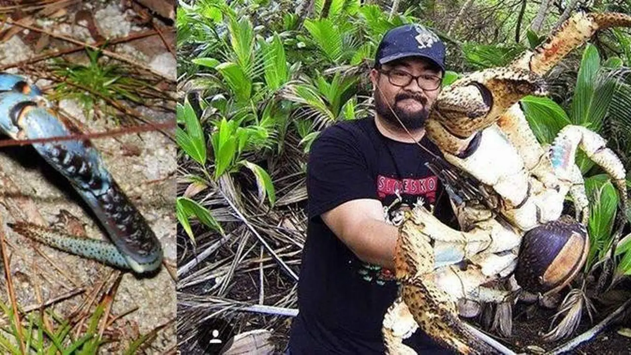 5 Jenis Kepiting Terbesar di Dunia, Ada yang Mencapai 39 Kg - Citizen6 ...