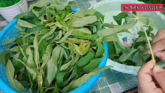 Begini Cara Merebus Daun Singkong agar Cepat Empuk dan Tetap Hijau ...
