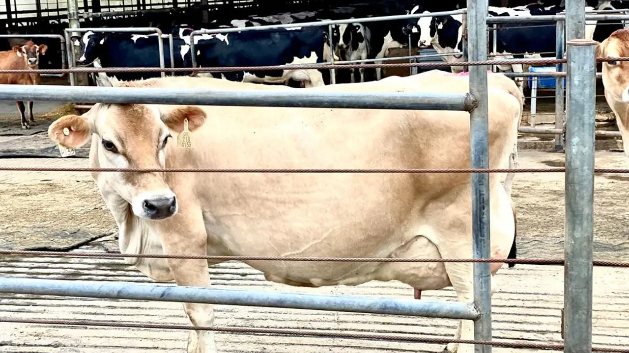 Nihil Kasus PMK, Begini Cara Peternakan Sapi di Malang Cegah Penyakit ...