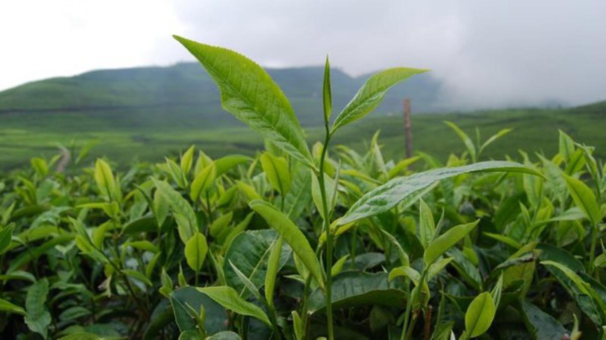 Petani Yogya Luncurkan Teh Putih Sampai Teh Sangit - Regional Liputan6.com