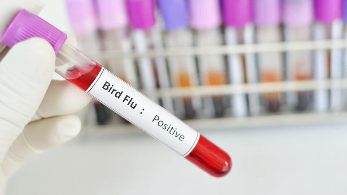 Upaya Pemerintah Waspadai Penularan Flu Burung kepada Manusia - Health ...