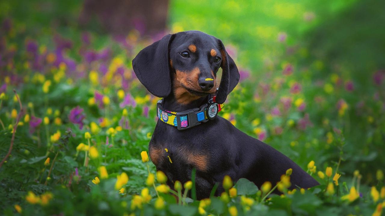 10 Most Talkative Dog Breeds That Will Ruin Your Peace and Quiet