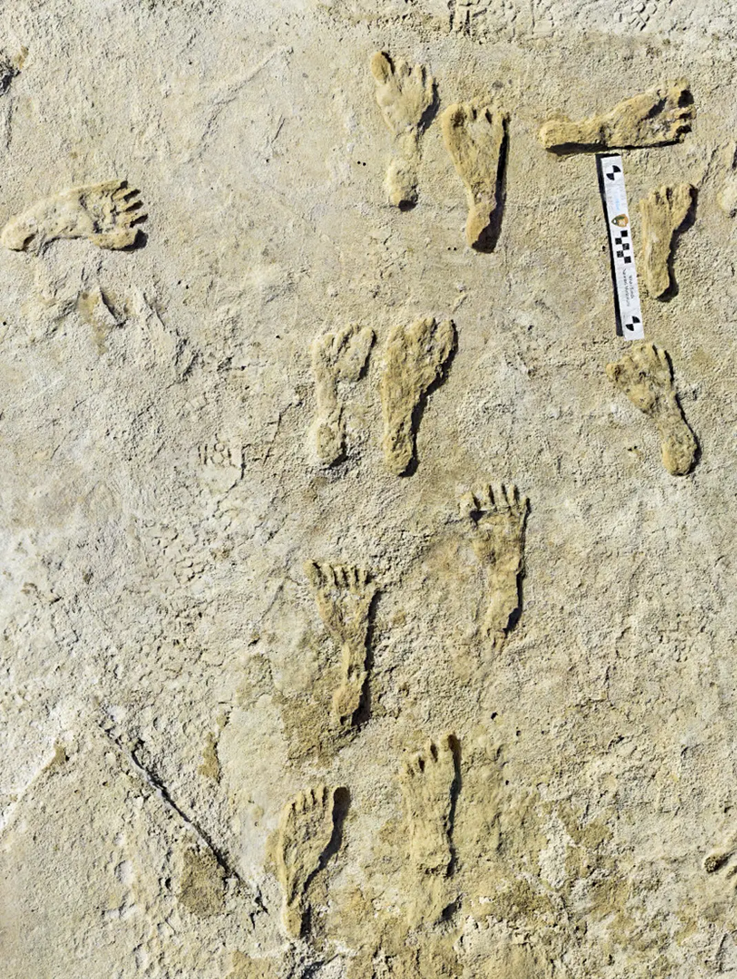 FOTO: Penemuan Jejak Kaki Berusia 23 Ribu Tahun di New Mexico - Foto ...