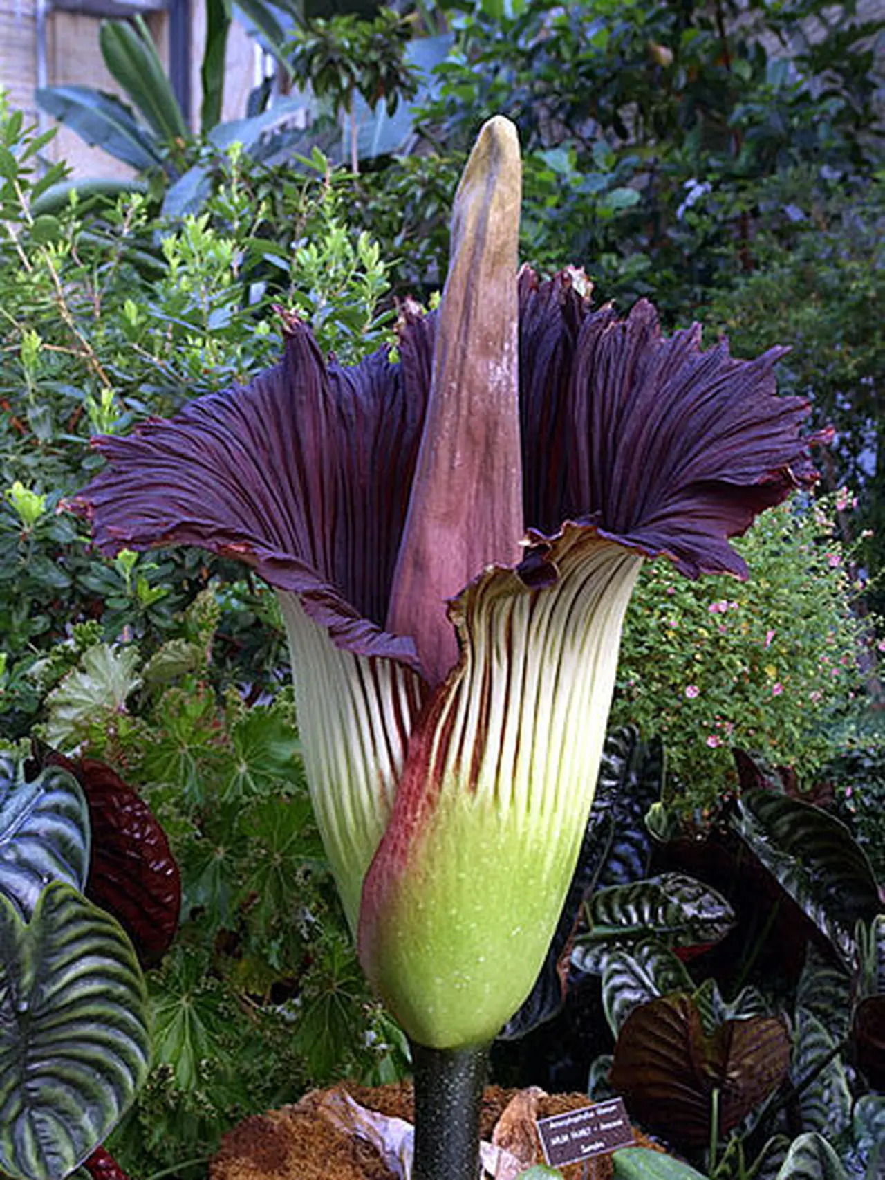 7 Jenis Bunga yang Berbau Busuk, Salah Satunya Jenis Anggrek - Hot ...