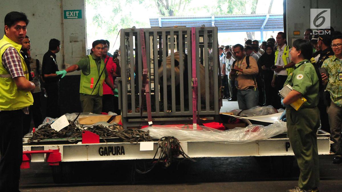 PHOTO: Menggemaskan, Dua Panda Raksasa dari China Tiba di Indonesia ...