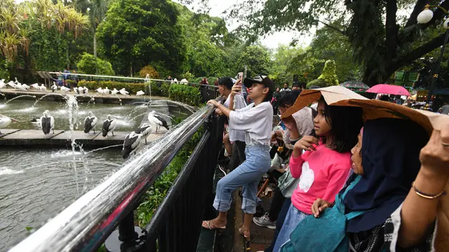 Jaguar Kurus di Ragunan Bikin Heboh Warganet, Ini Penjelasan Lengkap ...