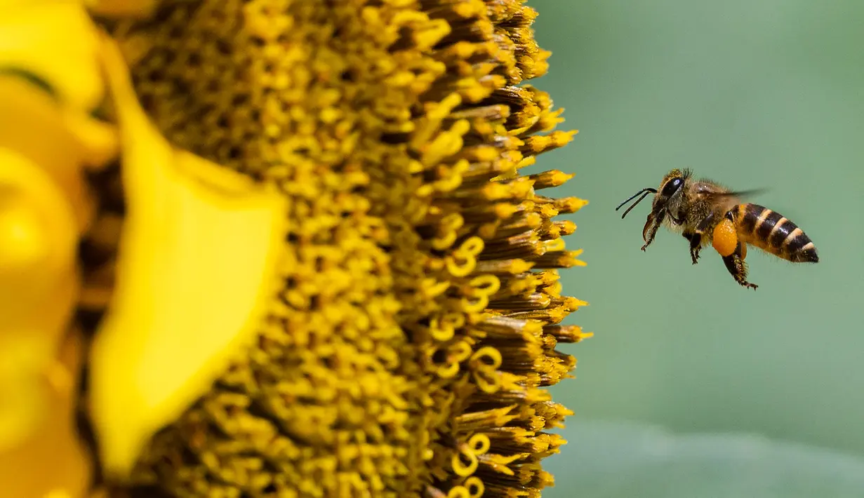 FOTO: Mengunjungi Taman Bunga Matahari di Bagan Datuk Malaysia - Foto ...