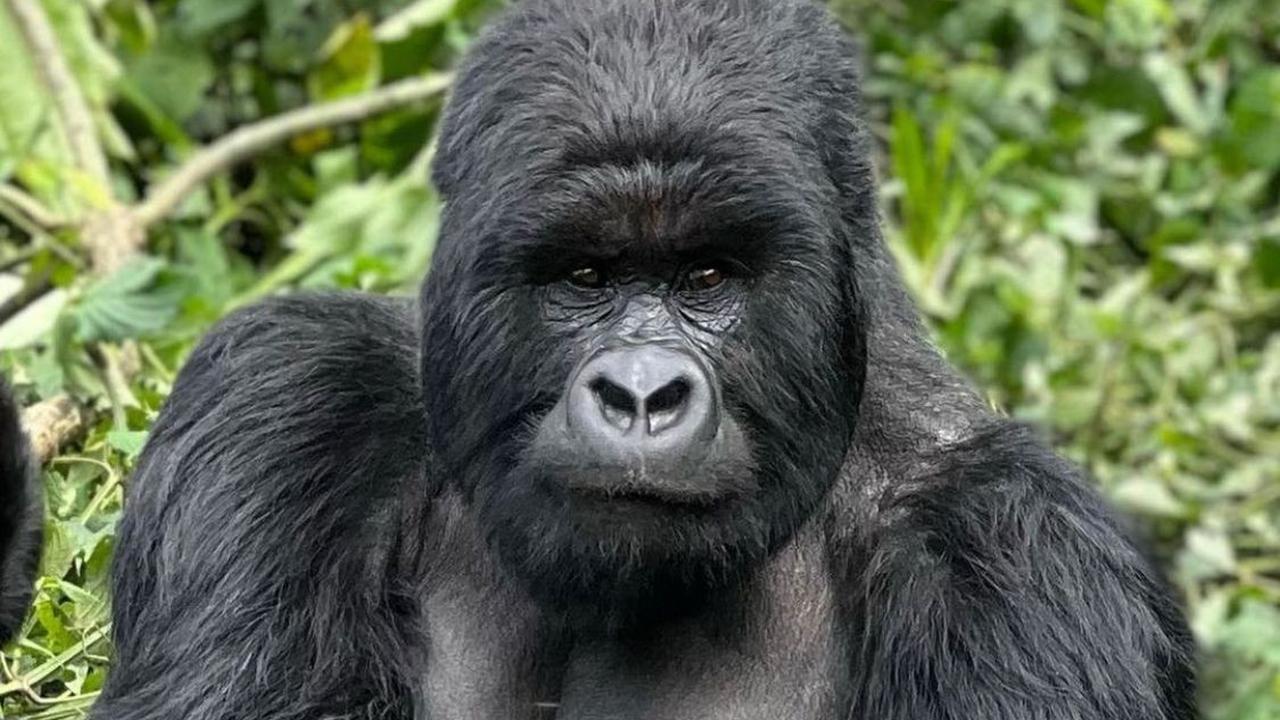 6 Fakta Menarik Rwanda, Negara Afrika yang Dijuluki Tanah Seribu Bukit
