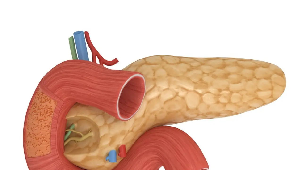 Pankreas Adalah Organ pada Sistem Pencernaan, Ketahui Fungsi dan ...