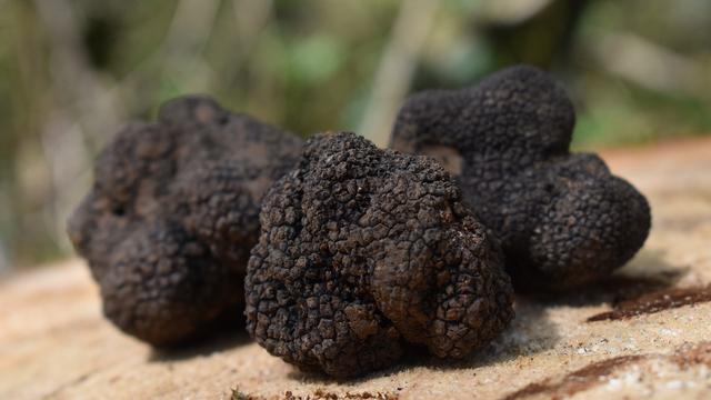Es Krim Termahal Dibuat dengan Truffle Putih, Seharga Rp99 Juta Minat Beli?