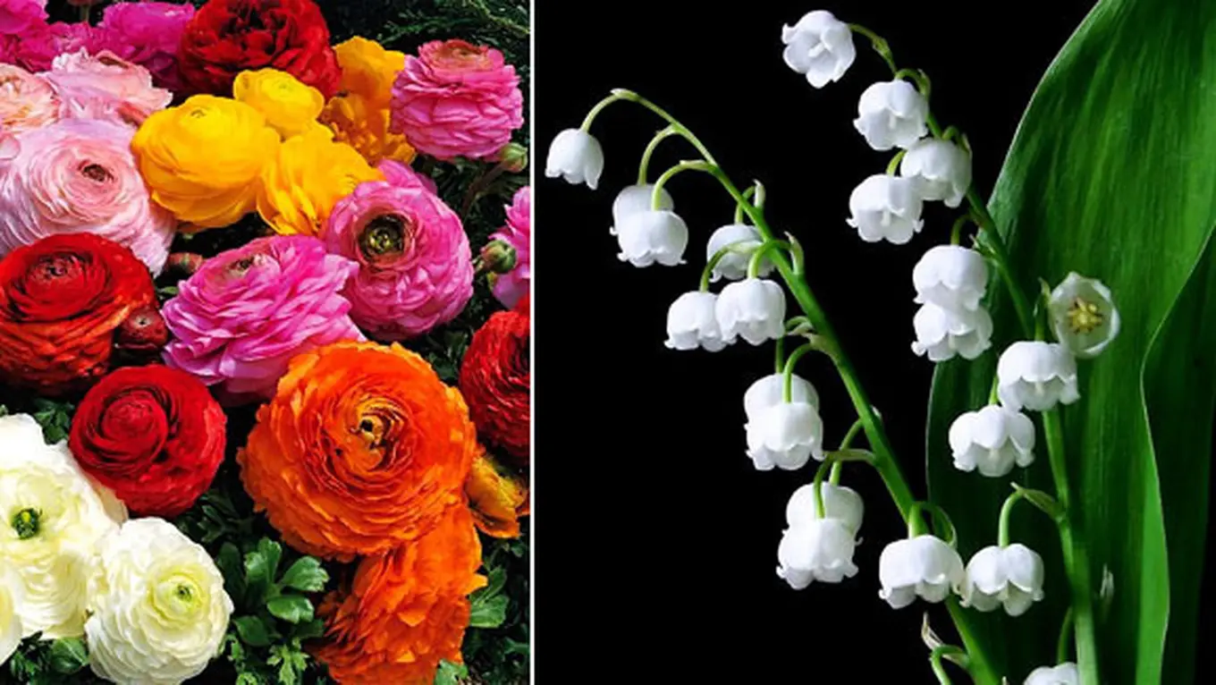 Cantik-Cantik Beracun, Inilah 5 Bunga Paling Mematikan di Dunia