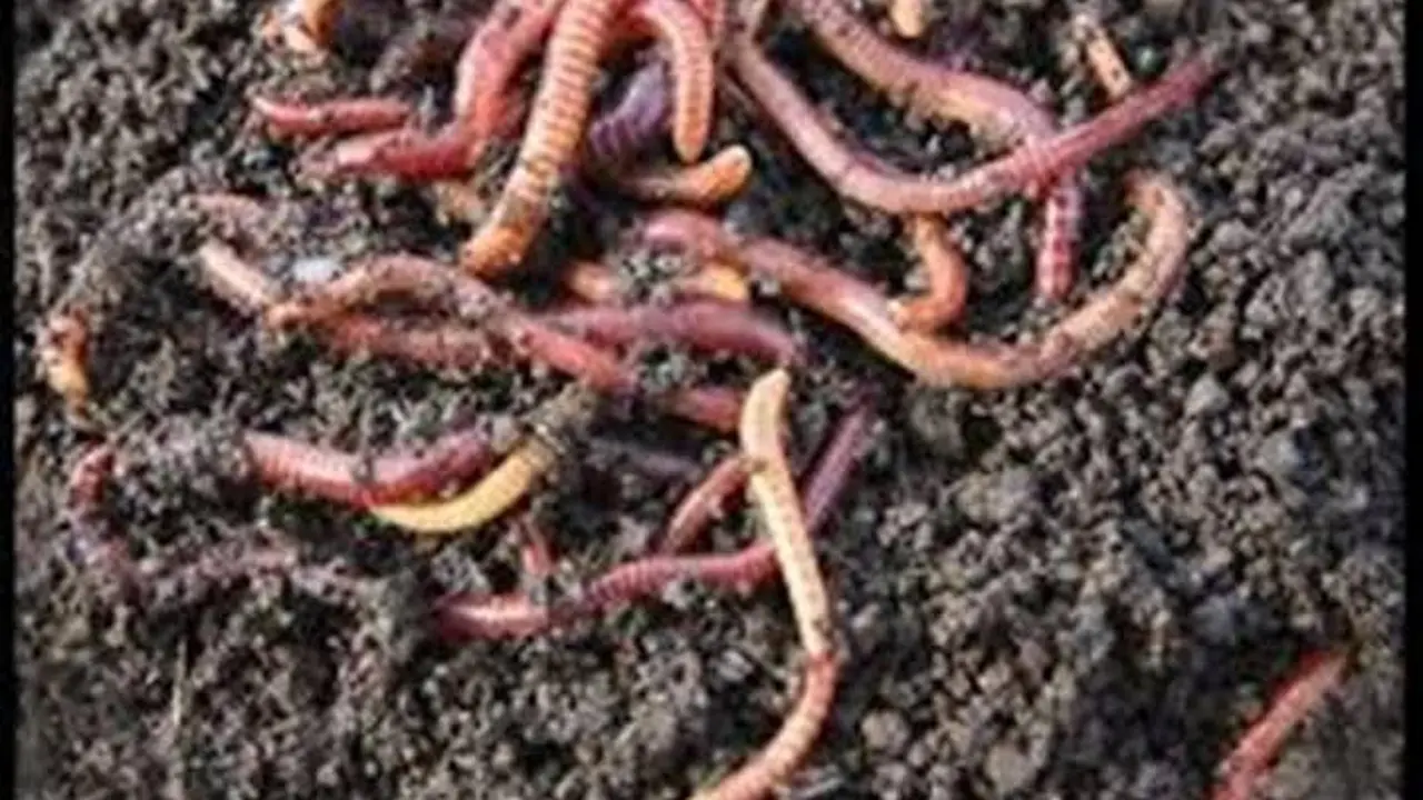 Ketahuilah, Ada 4 Jenis Cacing yang Sering Dijadikan Makanan - Citizen6 ...