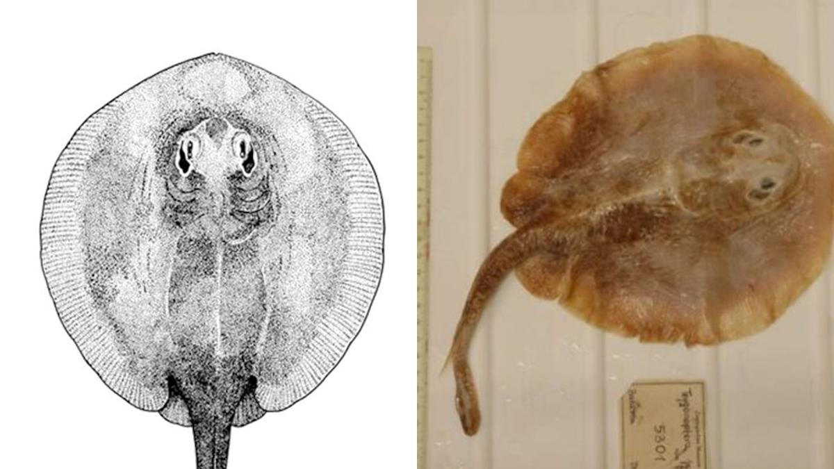 Selain Ikan Pari Jawa, 5 Jenis Hewan Ini Dinyatakan Punah di Tahun 2023 ...