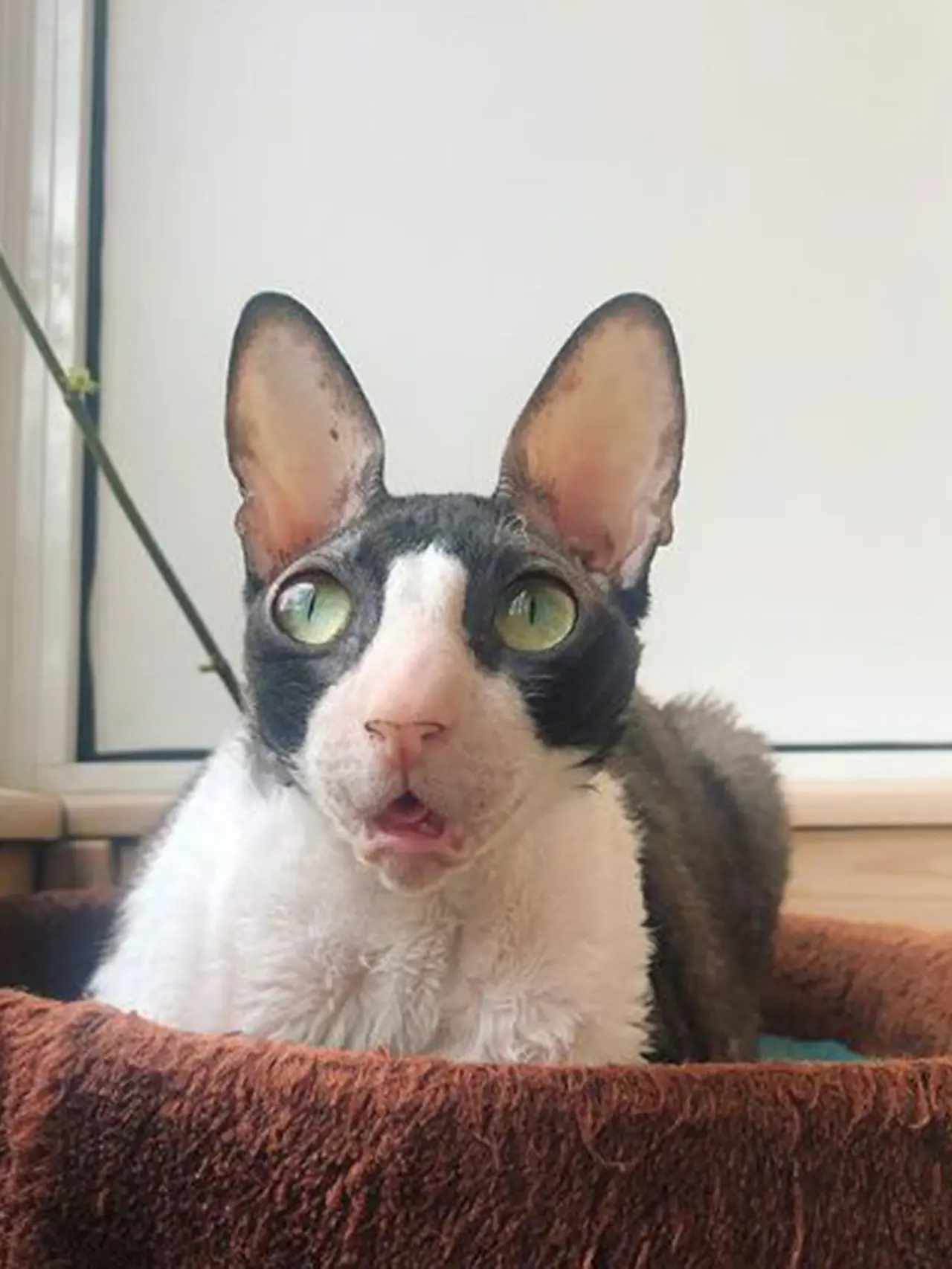 11 Ekspresi Kucing Super Lucu, dari Mengantuk Sampai Terkejut ...