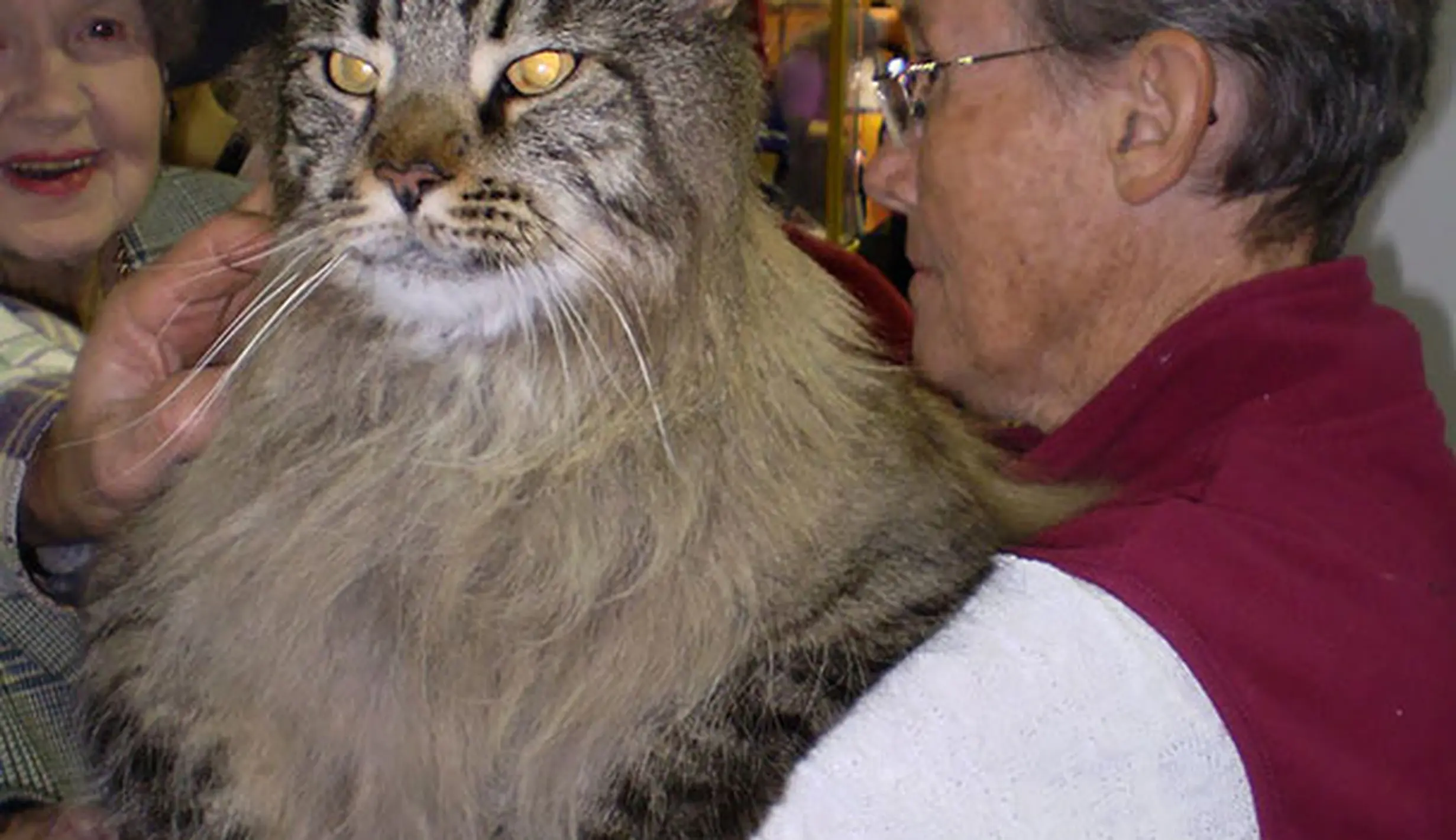 Potret Manis dan Lucu Kucing Dengan Tubuh Raksasa - Photo Fimela.com
