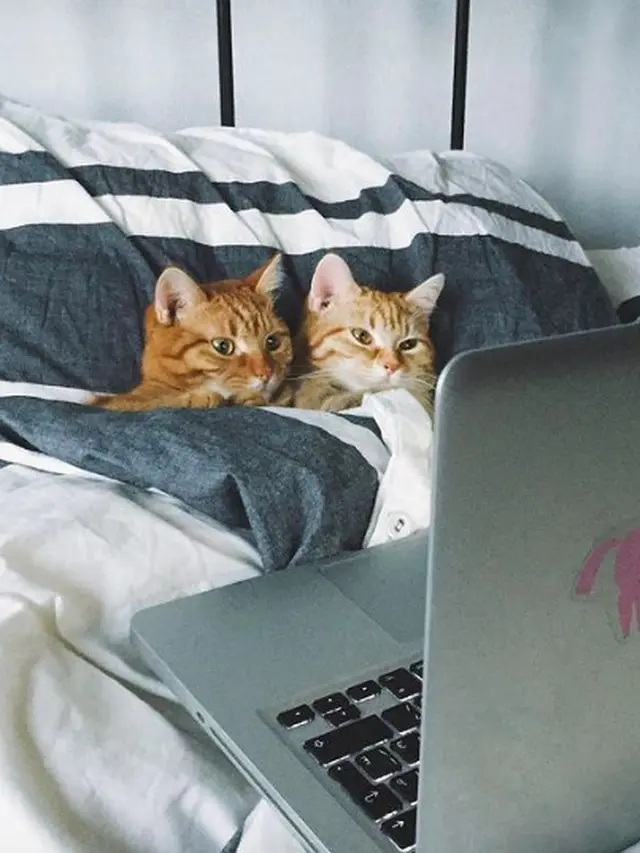 7 Foto-Foto Kucing Super Kocak, Banyak Gaya tapi Bikin Gemas - Citizen6 ...