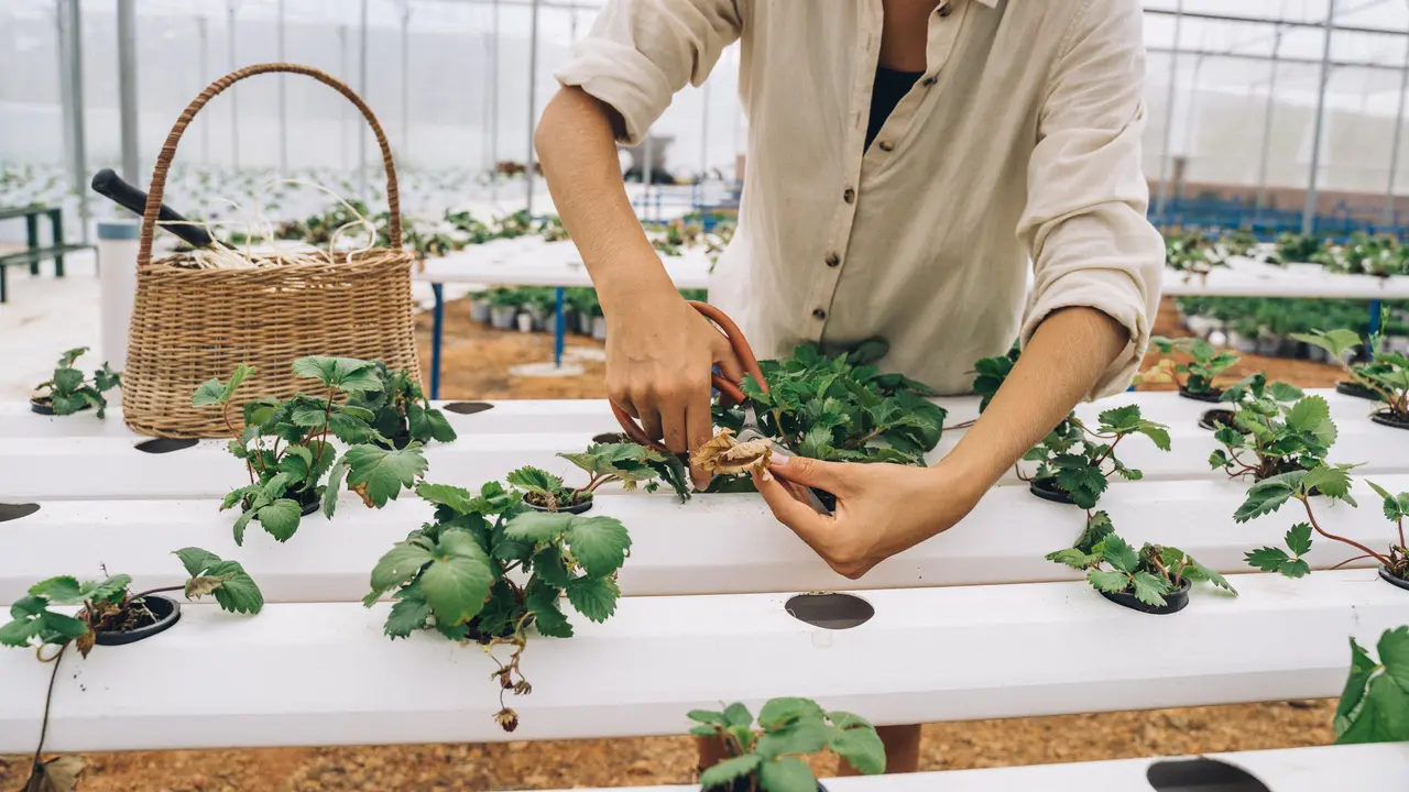 Agribisnis adalah Usaha Berbasis Pertanian, Kenali Sektornya - Hot ...