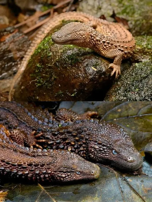 Langka dan Hanya Ada di Kalimantan, Hewan Ini Mirip Naga dan Tak Punya ...