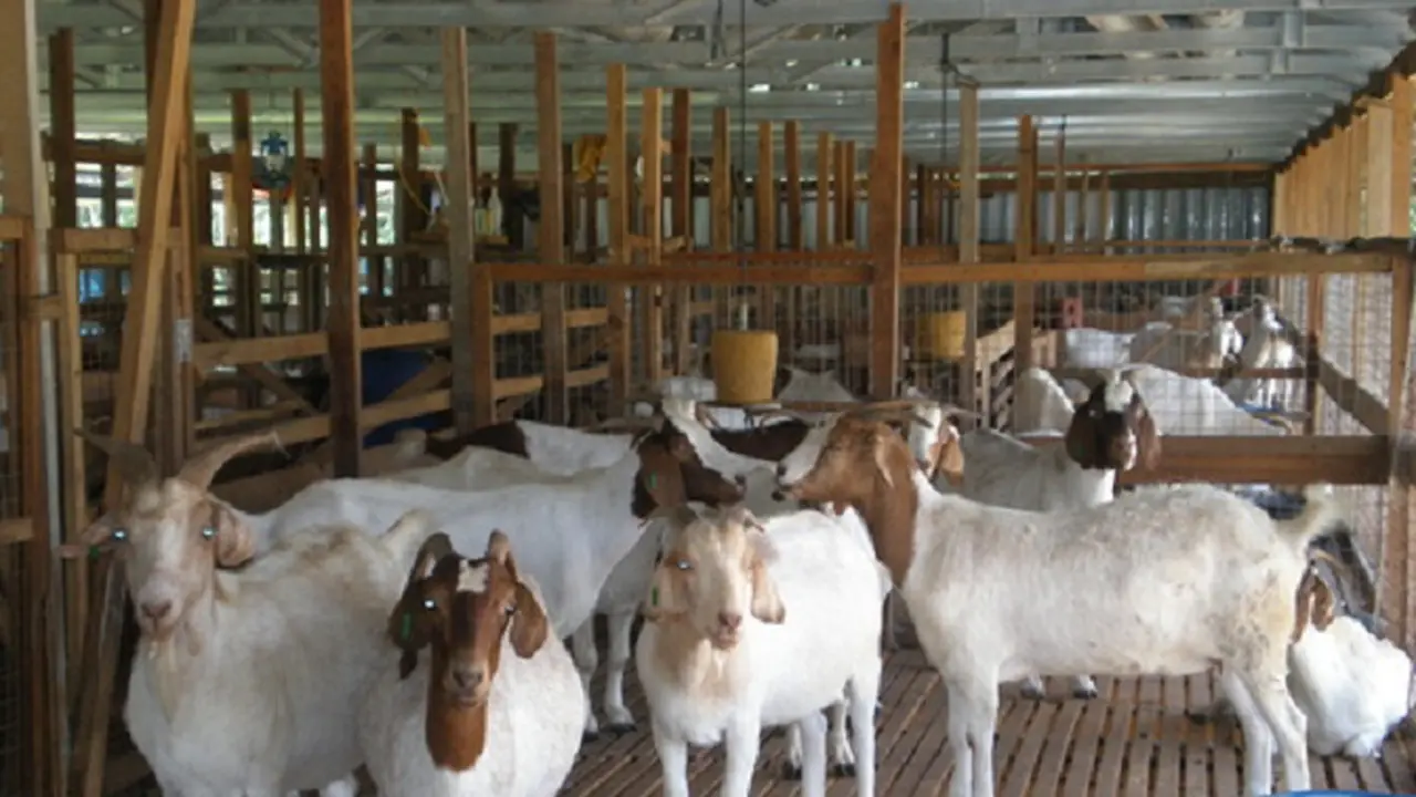 7 Rekomendasi Jenis Kambing untuk Kurban yang Baik, Sesuai Syarat dan Sehat - Hot Liputan6.com