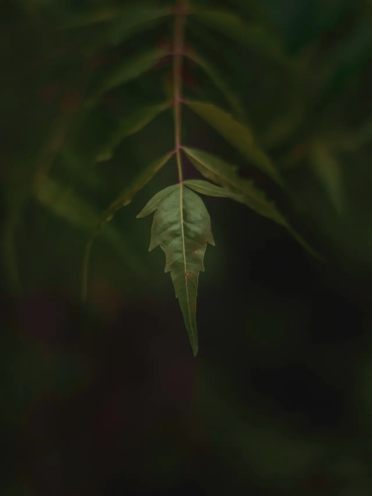 8 Manfaat Daun Mimba bagi Kesehatan, Bahan Ramuan Tradisional dengan ...