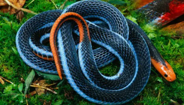 Cara Mudah Membuat Kue Apem Beras yang Empuk dan Lembut di Rumah ...