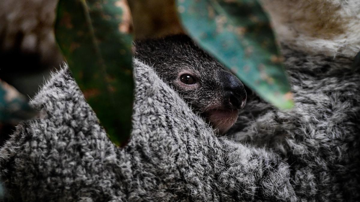 FOTO: Imutnya Bayi Koala yang Lahir di Kebun Binatang Lisbon
