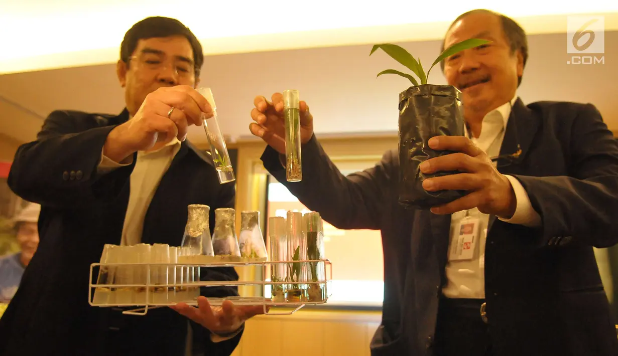 Temuan Bibit Baru Siap Tingkatkan Produktivitas Minyak Kelapa Sawit ...