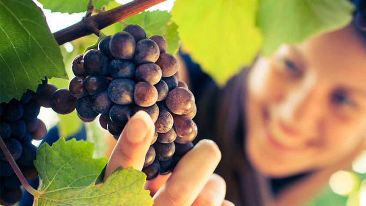 Anggur Merah Si Obat Jerawat - Beauty Fimela.com