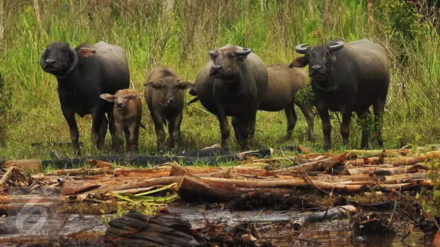 4 Perbedaan Sapi dan Kerbau yang Mencolok, Serupa Tapi Tak Sama - Hot ...